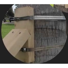 Carbon Steel with Stainless Steel Belt For Palm Tree Brace Palm Brace ...