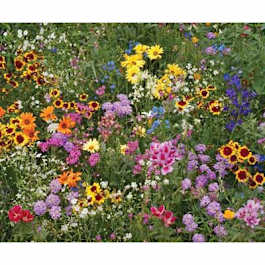 Buffalo Annual Wildflower Mix Flower Seed, 1 lb | Heritage Plus