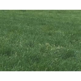 50 lb Bag Dryland Pasture Mix Grass Seed | Heritage Plus