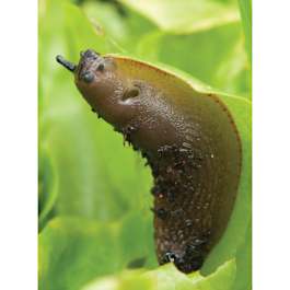 25 lb Granule Slug and Snail Bait | NTASLUGGO | Heritage Plus