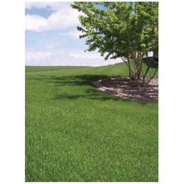 50 lb Bag 3-Way Blend Grass Seed 8 to 12 lb/1000 sq-ft Coverage ...