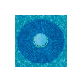 Smartpool Smart Ring Main Drain Cover | DC11 | Heritage Pool Plus