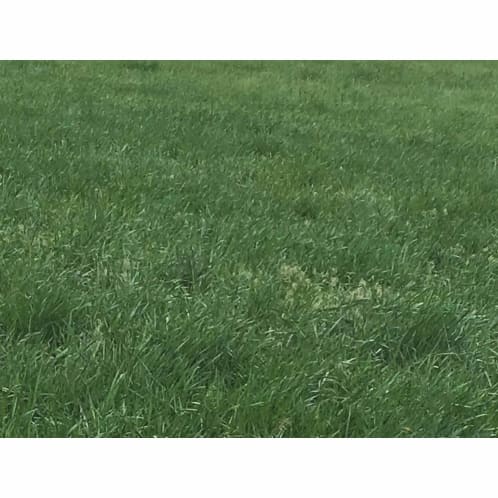 50 lb Bag Dryland Pasture Mix Grass Seed | Heritage Plus